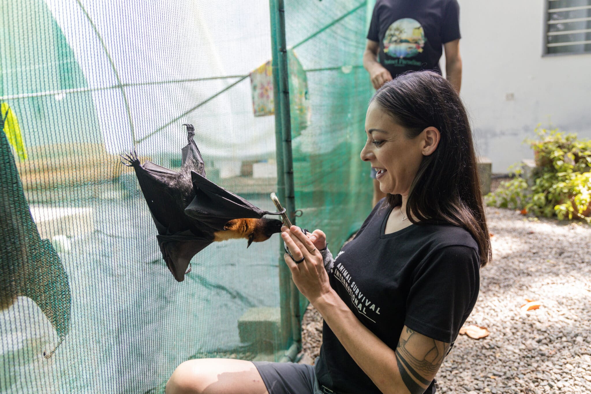 Flying foxes - Animal Survival International