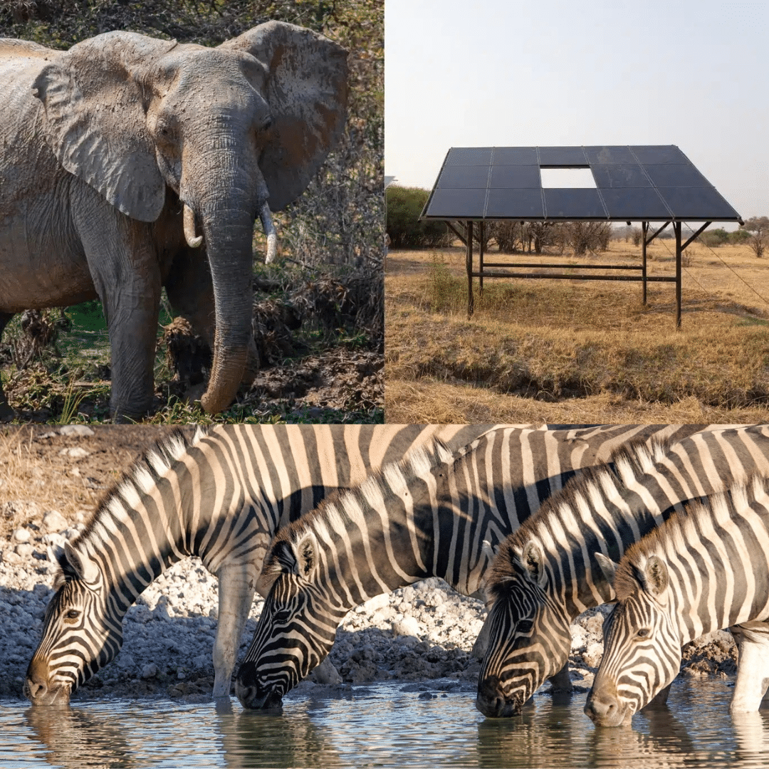 Animal Survival International