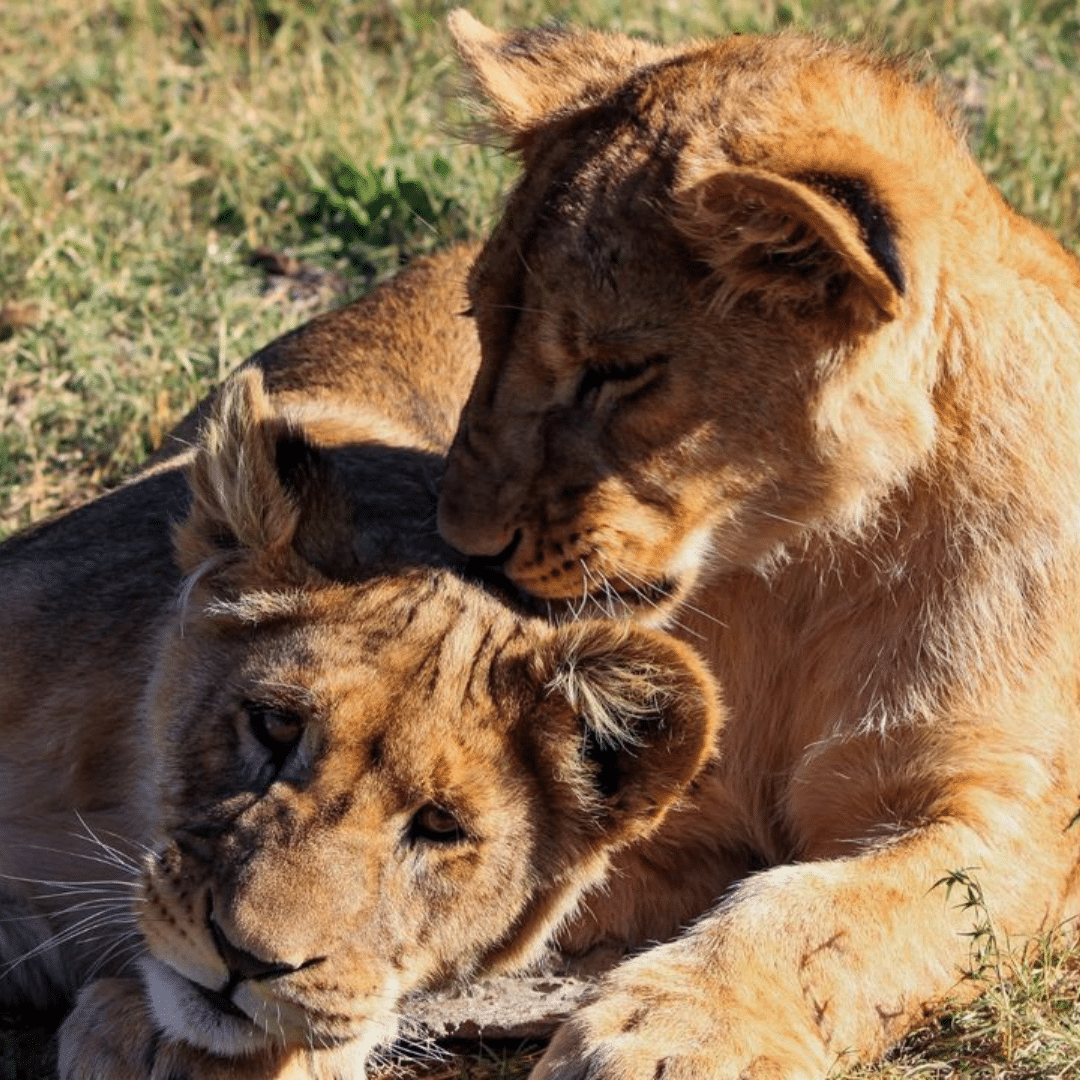 Animal Survival International