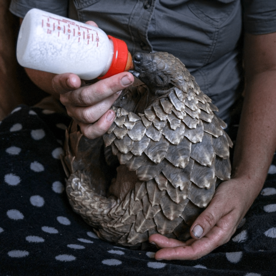 Animal Survival International