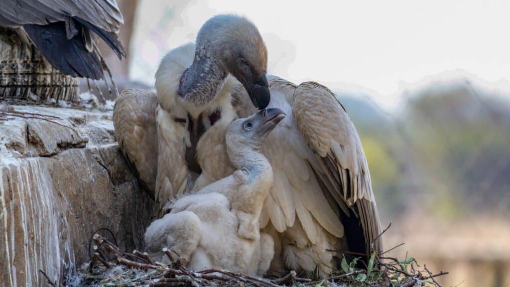 Vultures - Animal Survival International