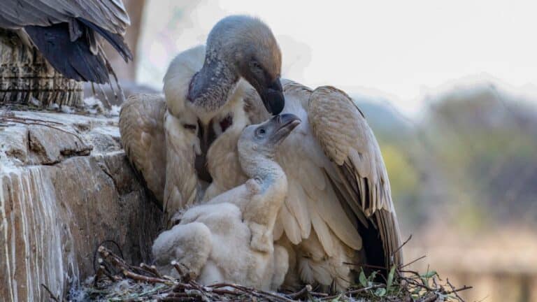 Vultures - Animal Survival International