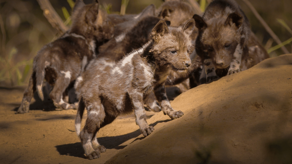 Wild dogs - Animal Survival International