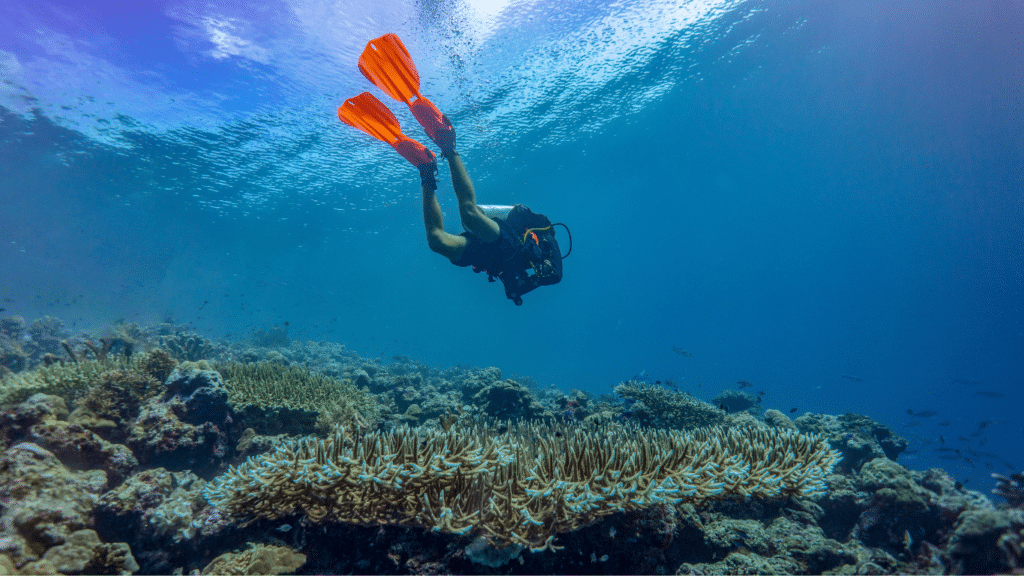 ‘World’s largest’ coral discovered in Solomon Islands - Animal Survival ...