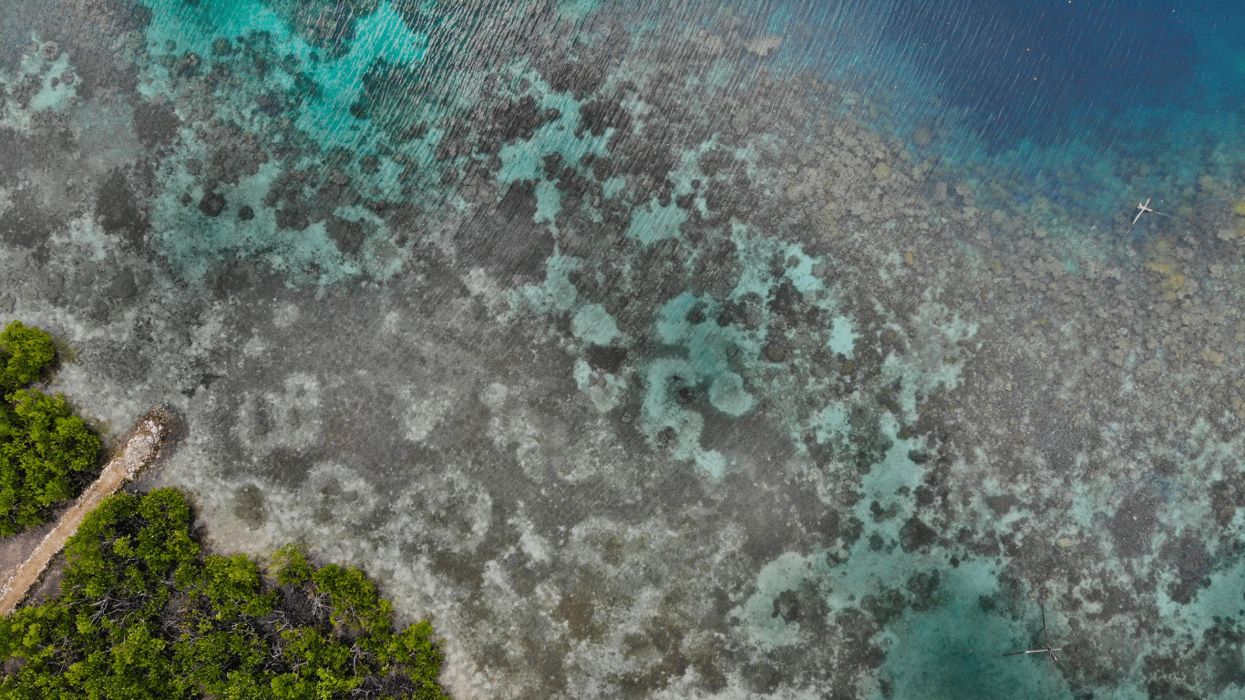 ‘World’s largest’ coral discovered in Solomon Islands - Animal Survival ...