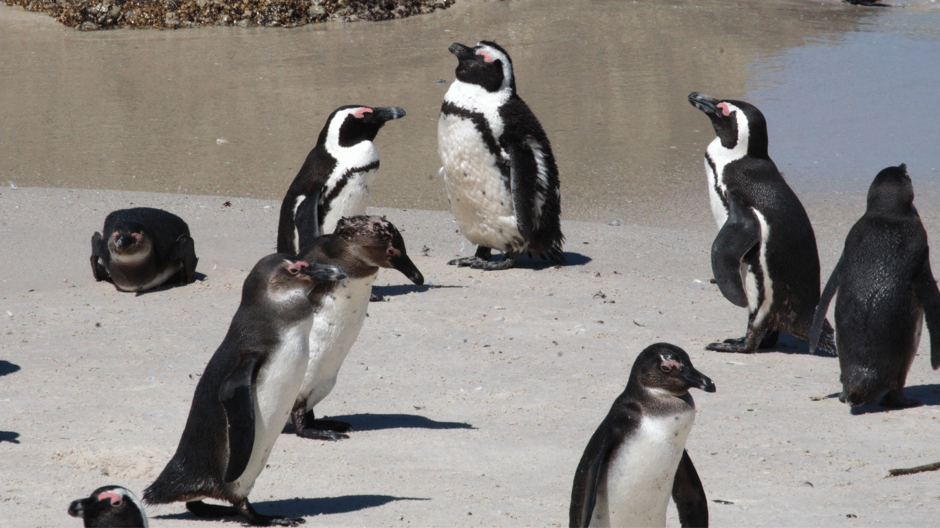 African Penguin classified as ‘critically endangered’ - Animal Survival ...