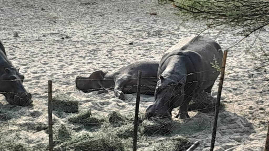 Starving animals in Botswana resorting to cannibalism. - Animal ...