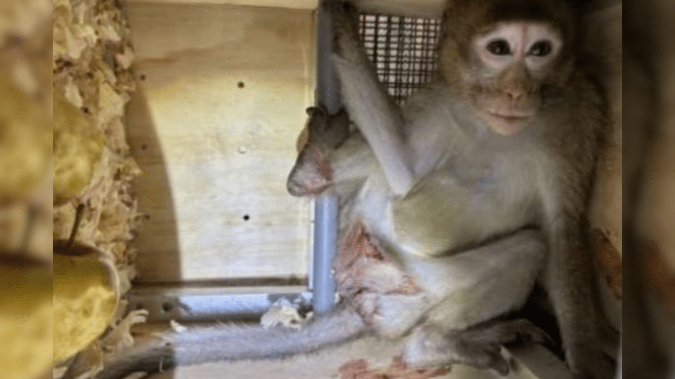Monkeys flown to UK for lab tests found ‘injured and terrified’ in ...