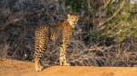Cheetahs - Animal Survival International