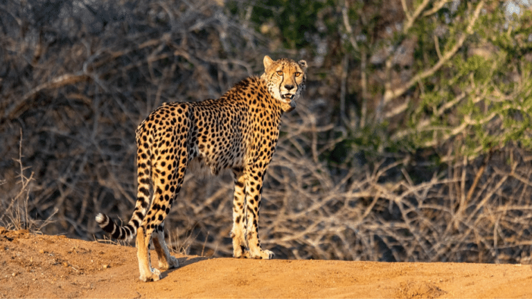 Cheetahs - Animal Survival International