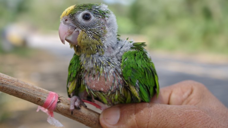 ‘It shouldn’t be that easy’: inside the illegal wildlife trade booming ...