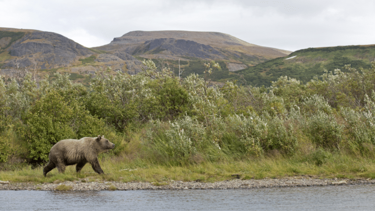 Alaska to resume ‘barbaric’ shooting of bears and wolves from ...