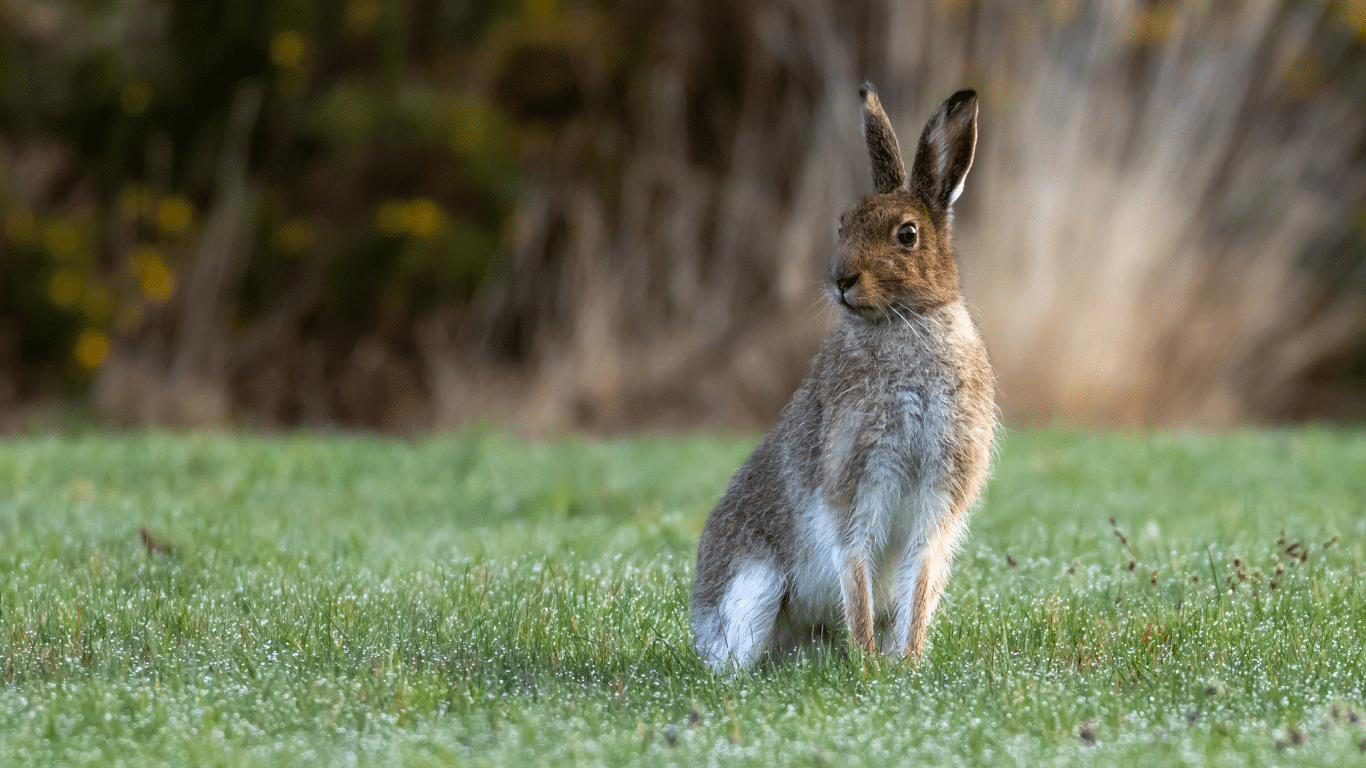 UK Crackdown on illegal hunting amid alarming increase in hare ‘lamping ...