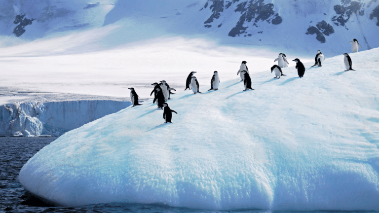 Giant iceberg on crash course with island, putting penguins and seals in danger - Animal ...