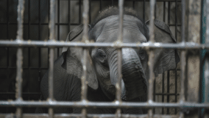 How to identify fake animal rescue content on social media - Animal ...