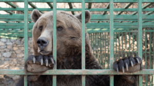 How to identify fake animal rescue content on social media - Animal ...