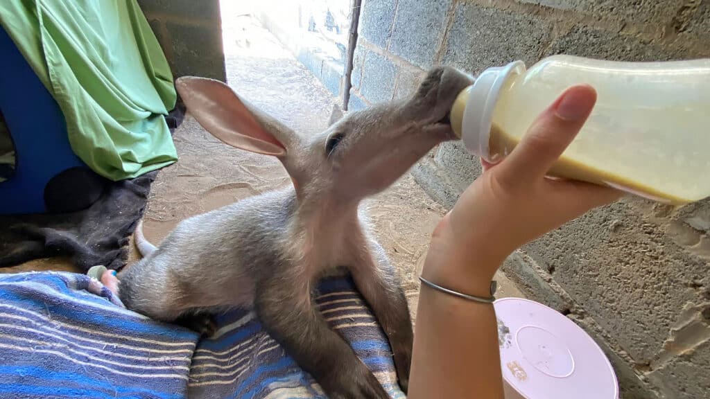 This vulnerable aardvark needs your help to survive. - Animal Survival ...