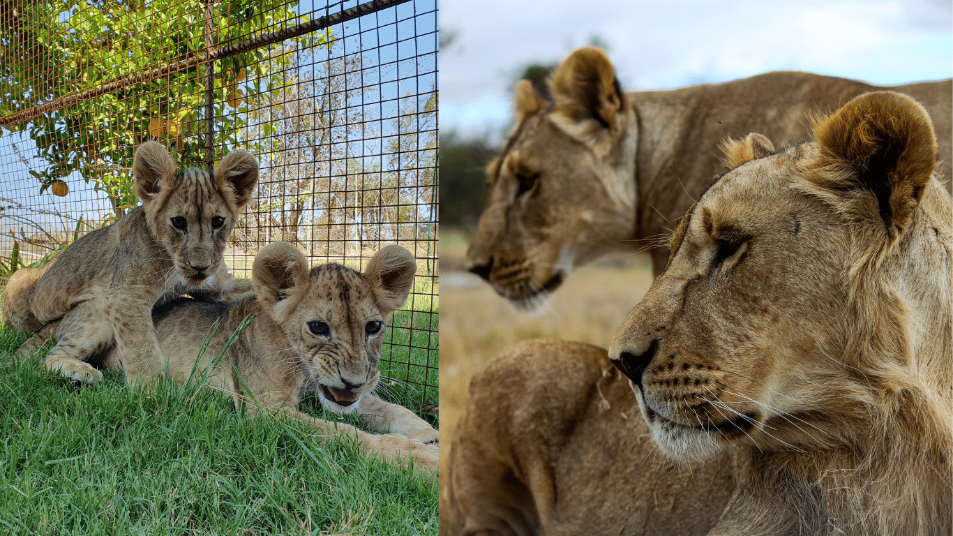 Wildlife trade - Animal Survival International