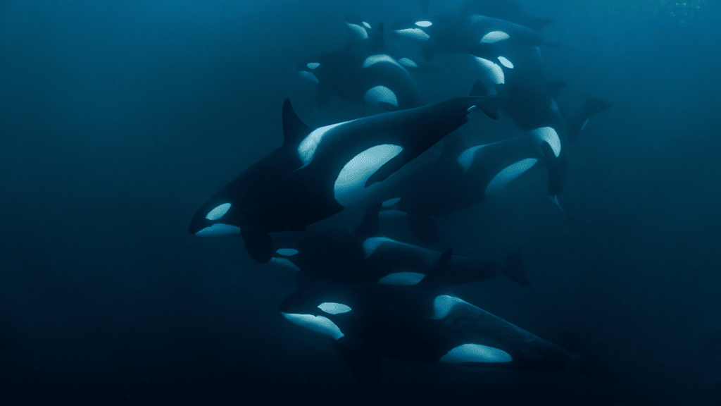 Orcas - Animal Survival International