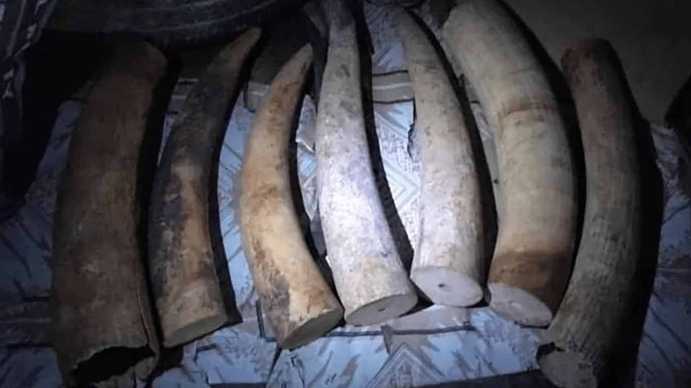 Interpol seizes record 30,000 living animals from illegal wildlife ...