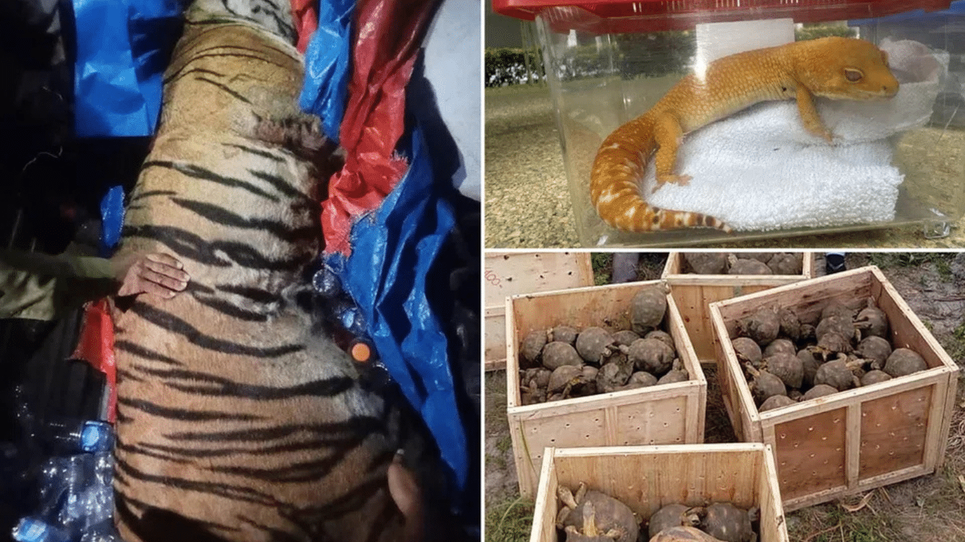 Interpol seizes record 30,000 living animals from illegal wildlife ...