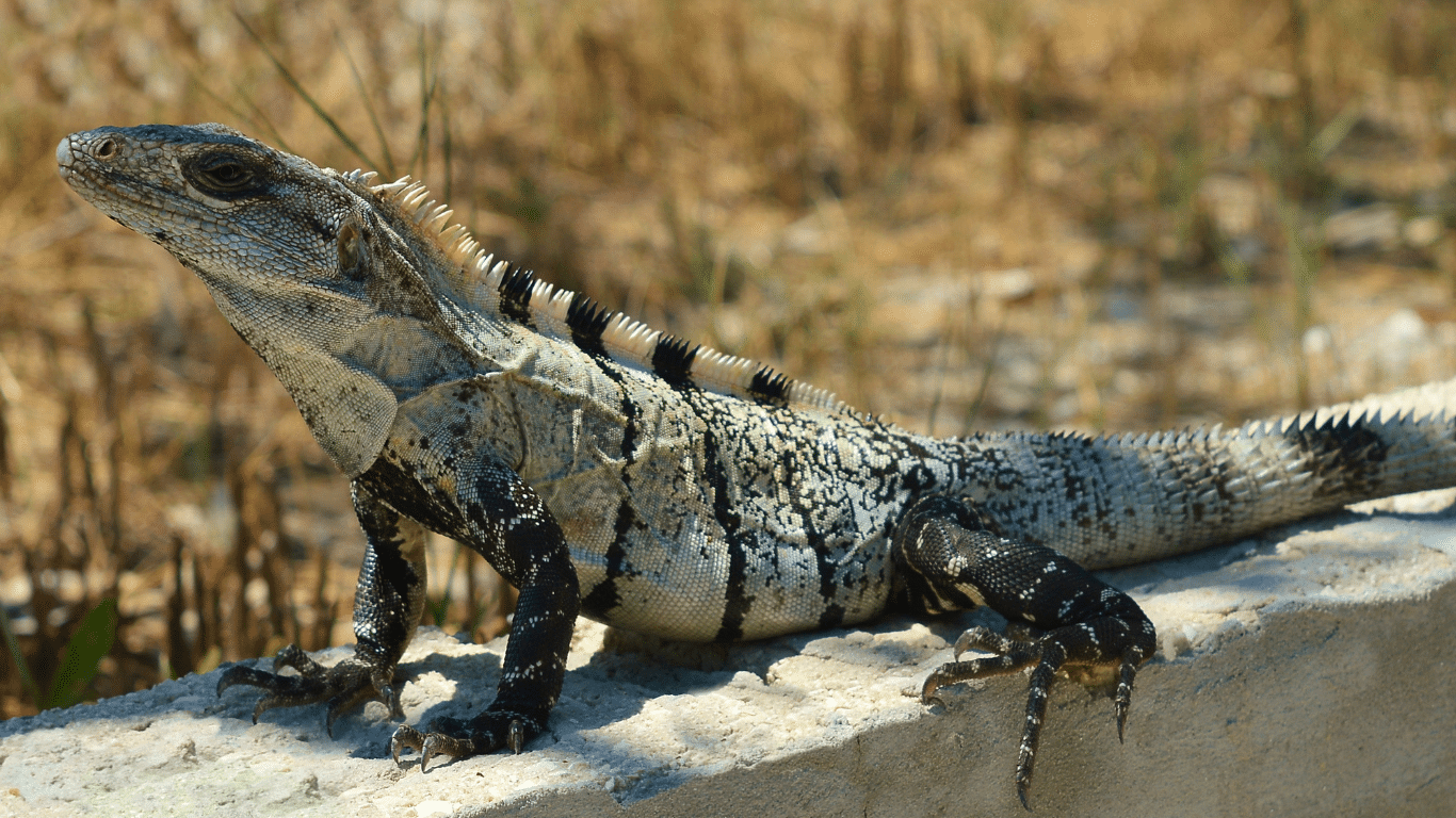 From ‘psychedelic’ spiders to European eels: 10 species heading into ...