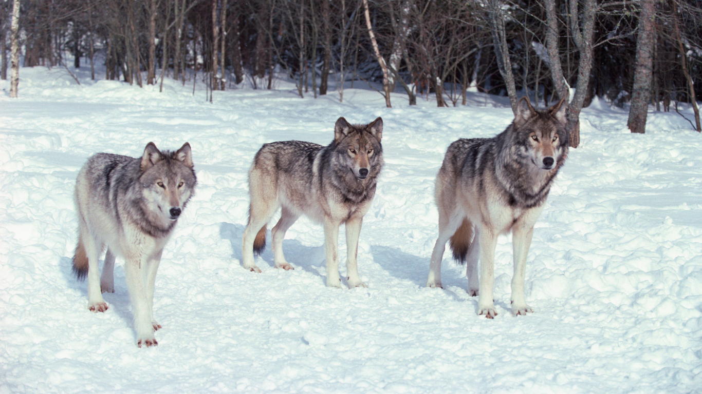 The mutant wolves of Chernobyl have evolved to survive cancer - Animal ...
