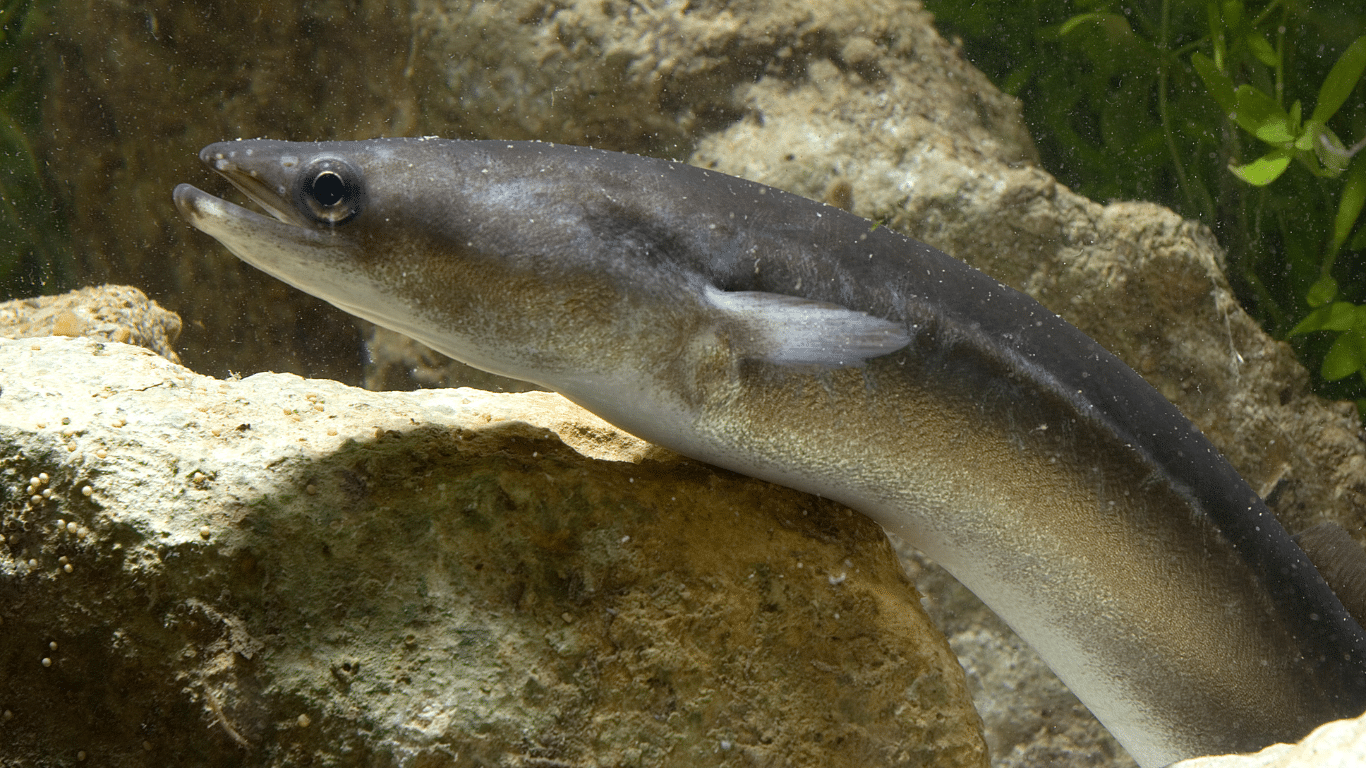 From ‘psychedelic’ spiders to European eels: 10 species heading into ...