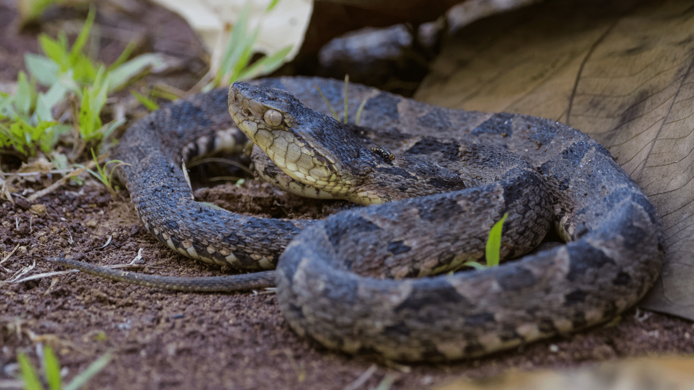 From ‘psychedelic’ spiders to European eels: 10 species heading into ...