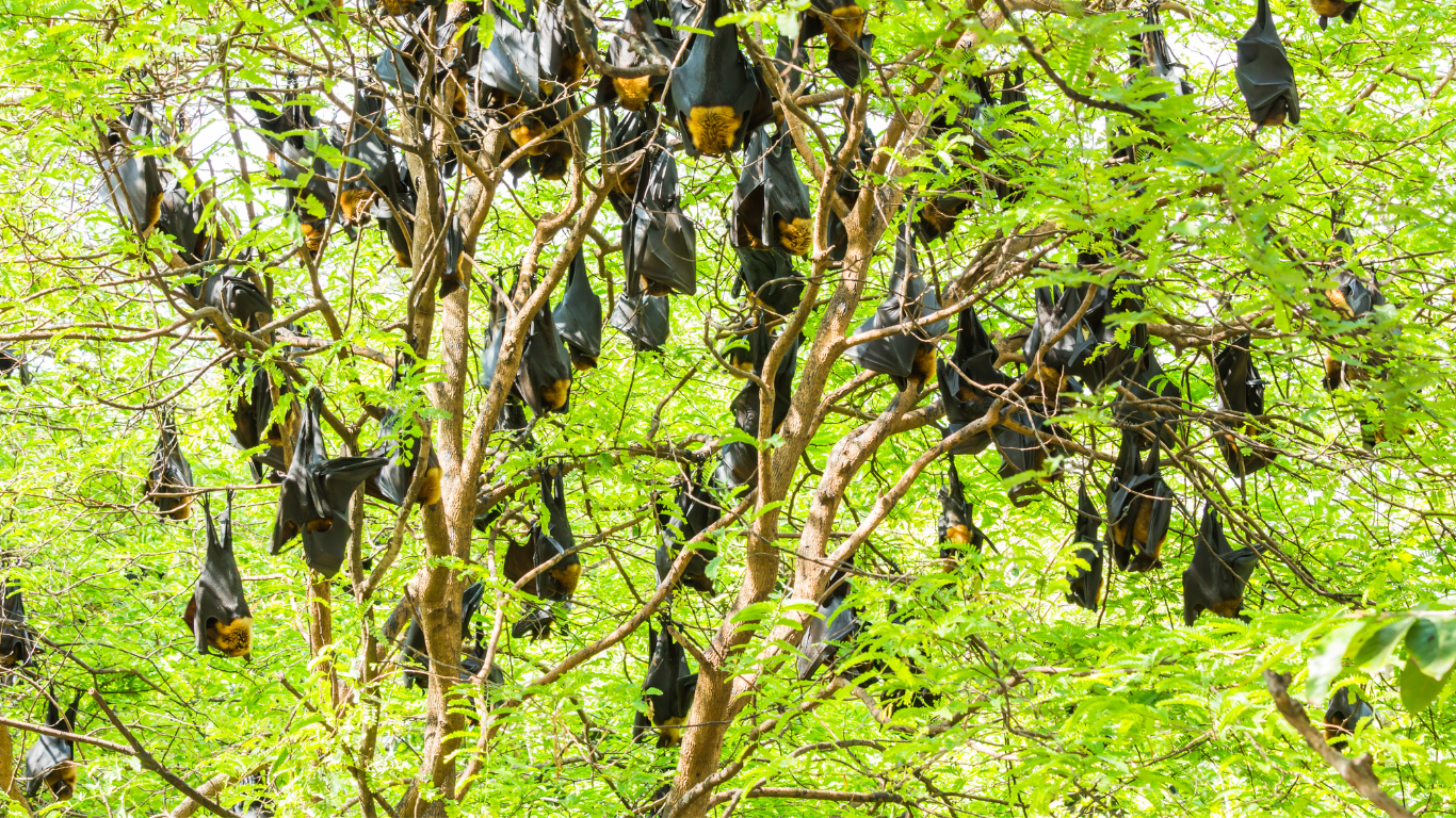 Flying foxes die in their thousands in worst mass-mortality event since ...