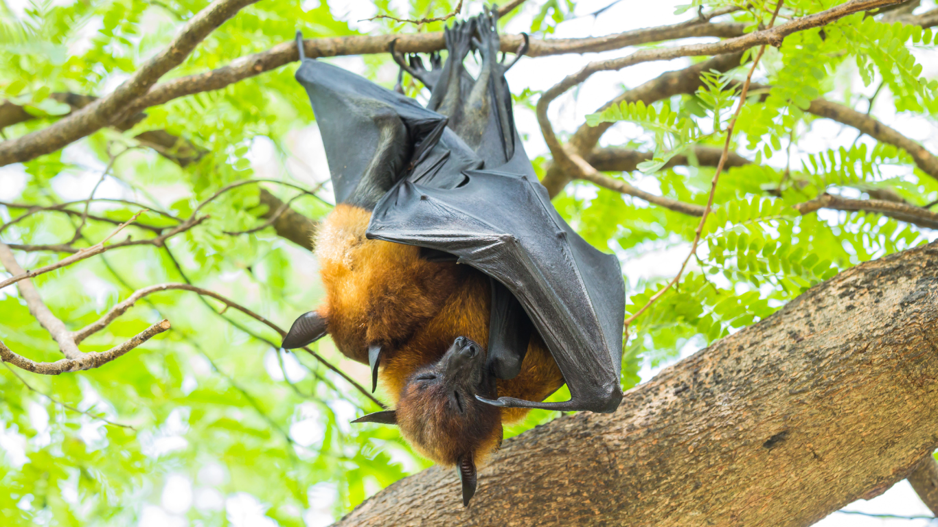 Flying foxes die in their thousands in worst mass-mortality event since ...