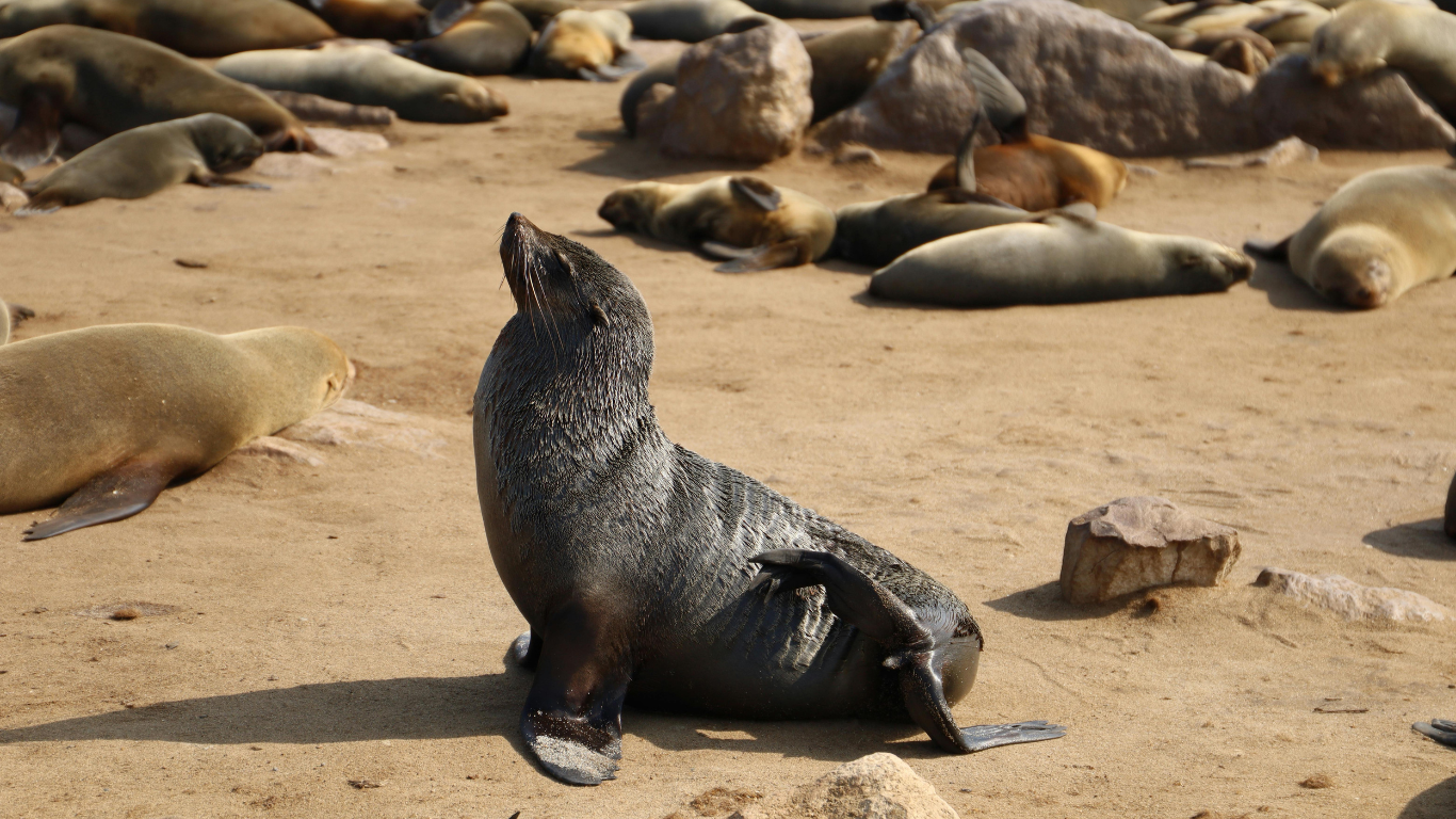 Investigation underway following suspected rabies outbreak in Hout Bay ...