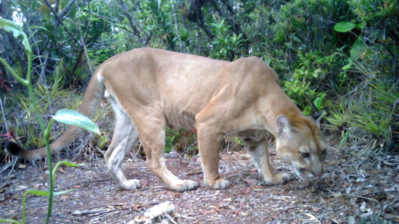 First ‘cloud jaguar’ spotted in 10 years sparks hope in Honduras ...