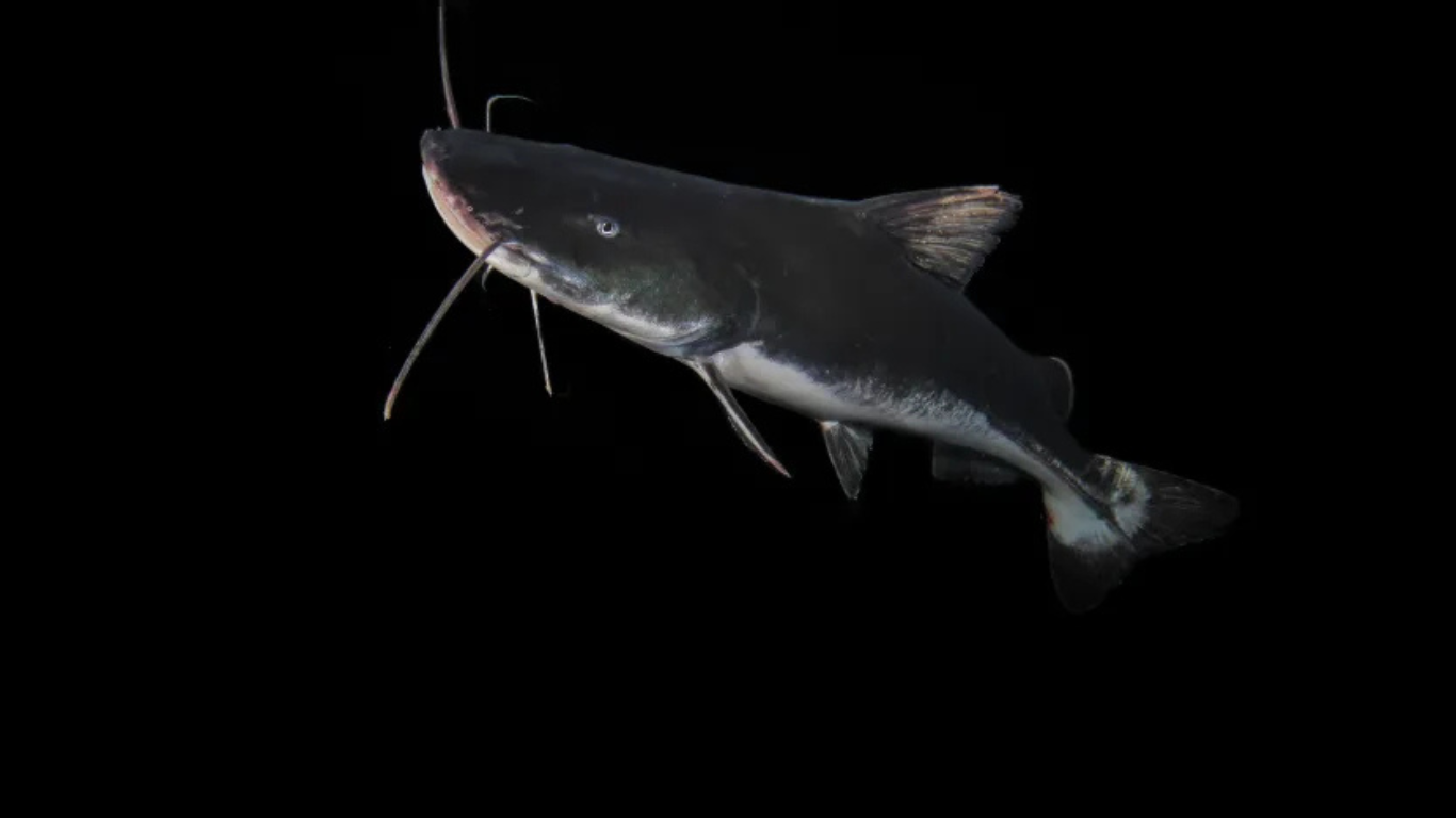 This 6-foot fish has the world’s longest freshwater migration. Amazon ...