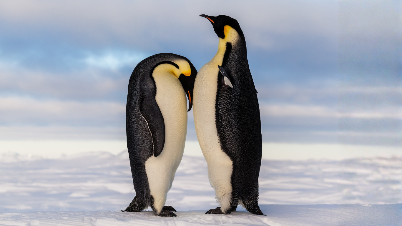Mass drowning of chicks puts emperor penguins at risk of extinction ...