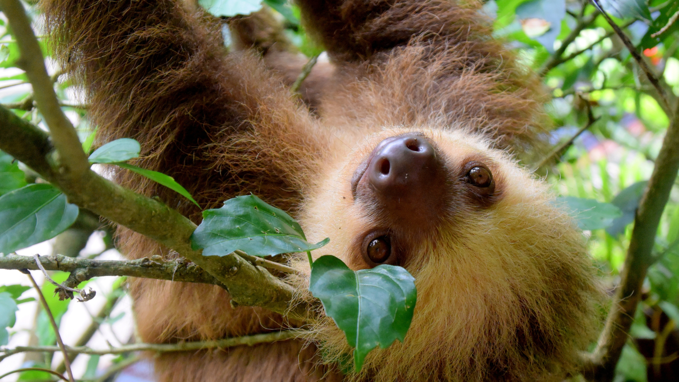 Maxwell Frost condemns Sloth World animal deaths and calls for federal ...