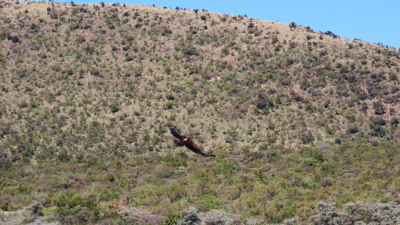 Incredible maiden flight for Eastern Cape captive-bred lappet-faced ...