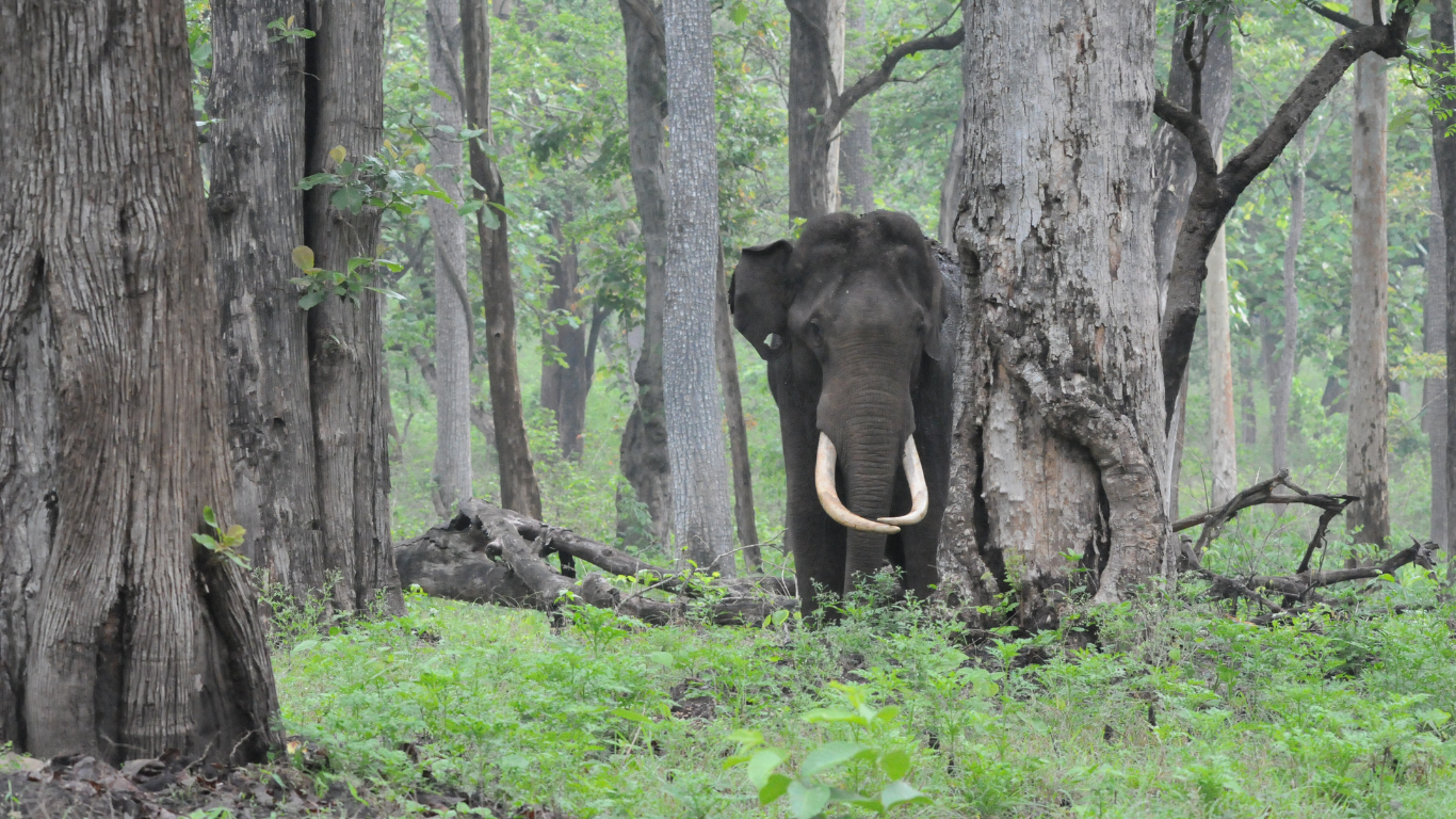 Massive Seizure Of 500 Elephant Tusks In Tanzania Raises Alarming ...